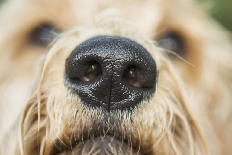Why Do Dogs Have Wet Noses? – Just Dog People